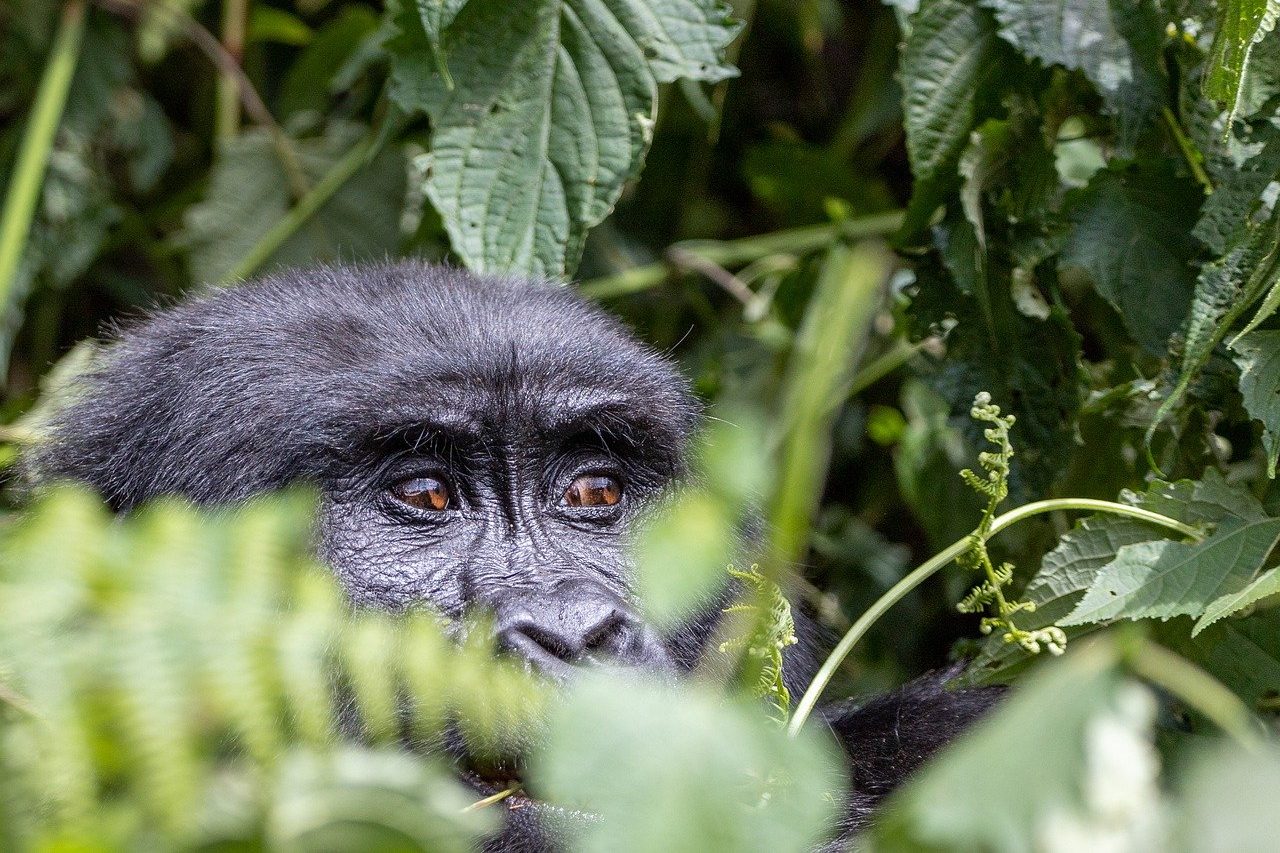 Uganda National Parks – Albertine Region Safaris